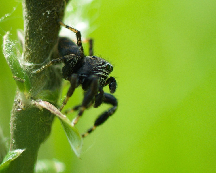 8 legs good. The amazing world of spiders | Rye Harbour Nature Reserve