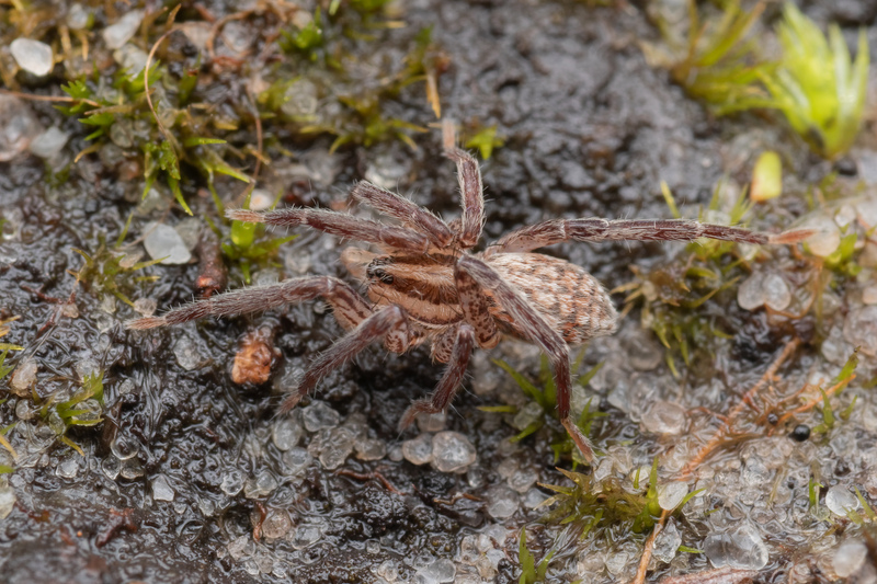 Dream visit for a self-confessed 'spider nerd'! | Rye Harbour Nature ...